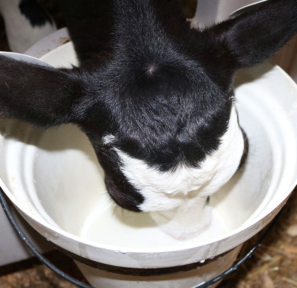 Calf Milk Powders / Milk Replacers – GP Feeds