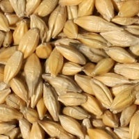 Feed Barley – GP Feeds