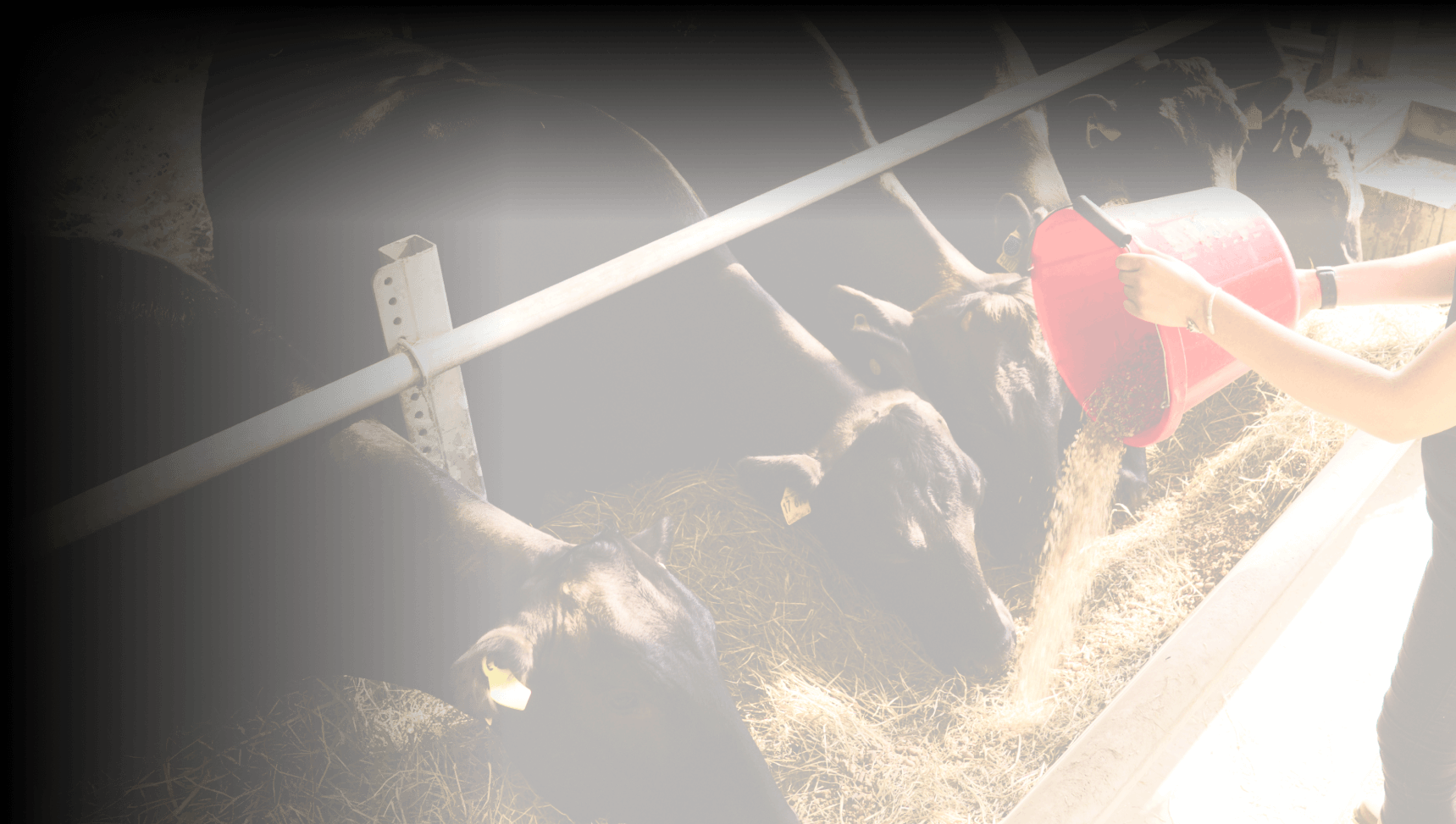 Compound feeds for Dairy, Calf, Beef and Sheep – GP Feeds